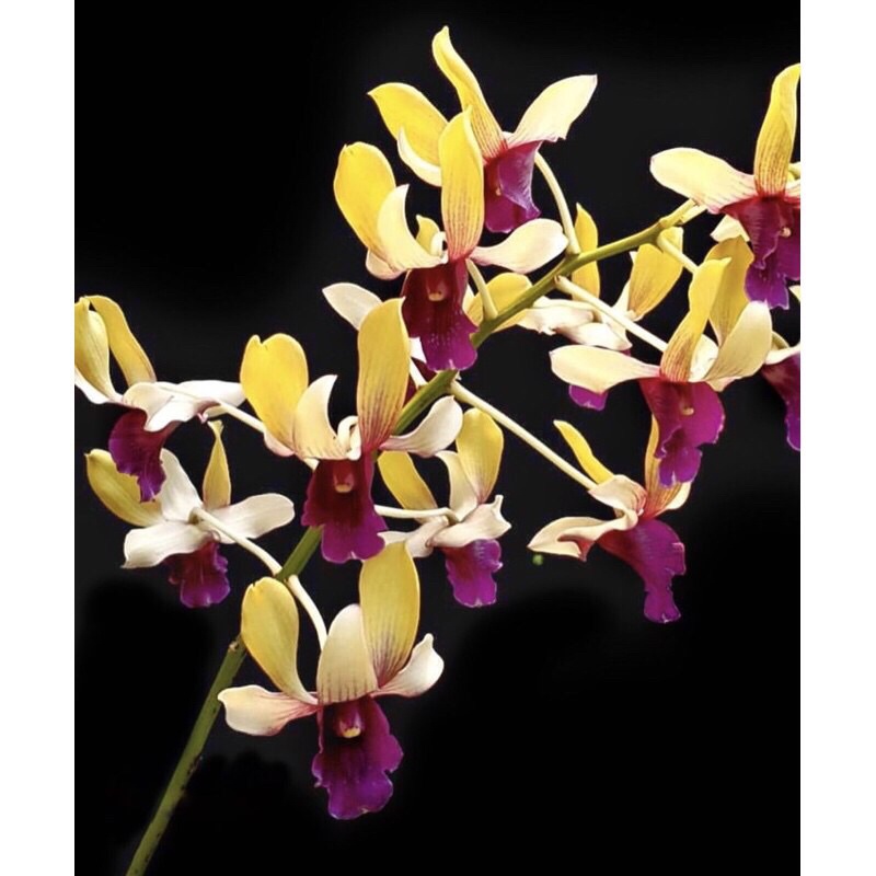 Jual Tanaman Anggrek Dendrobium Ken Dedes - Tanaman Hidup - Bunga Hidup ...