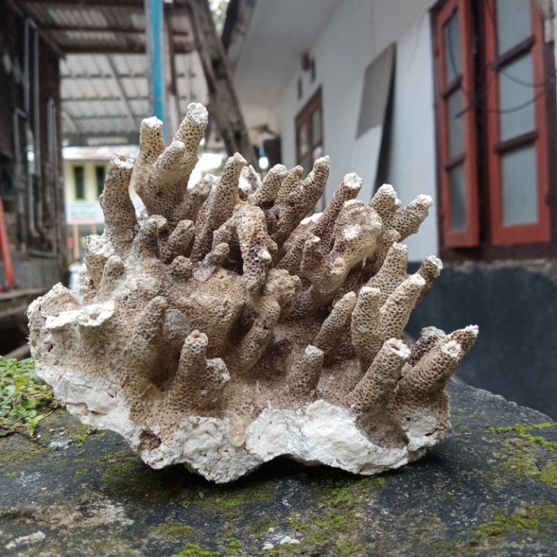 Jual BATU HIASAN AQUARIUM/ MAINAN IKAN HIAS/ ORNAMEN BATU KARANG LAUT ASLI/ RUMAH IKAN/ RUMAH ...