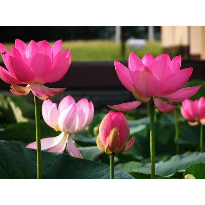 Jual Lotus Pink tanaman hias air dengan bunga yang besar | Shopee Indonesia