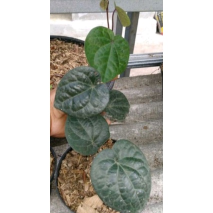 Jual sirih hitam asli jawa Indonesia|Shopee Indonesia