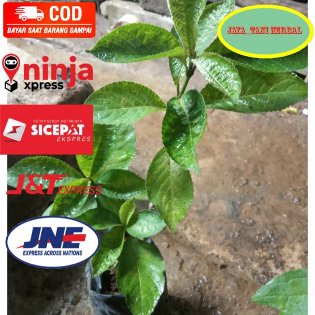 Jual Bibit stek batang keji beling 1kg cutting tanaman pohon pecah ...