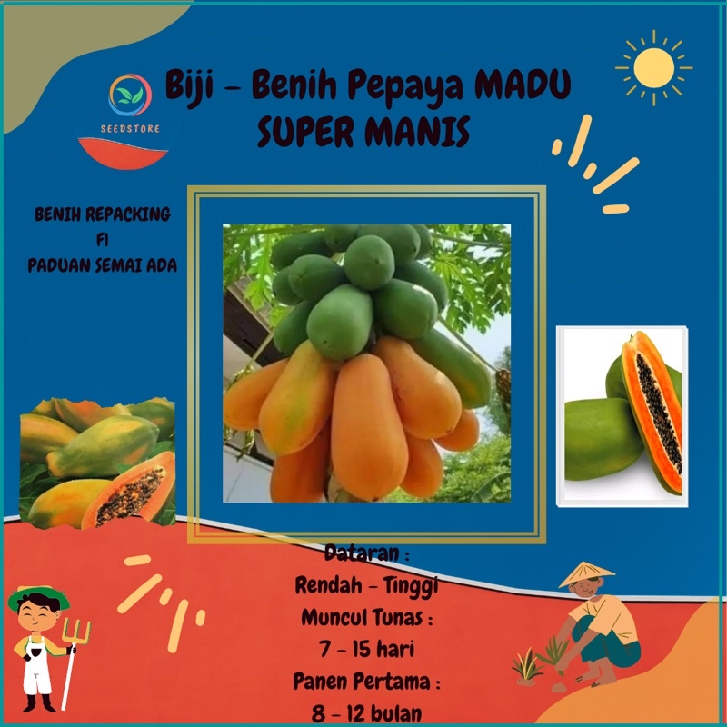 Jual 25 Biji Benih Pepaya madu | Shopee Indonesia