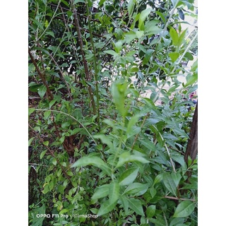 Jual Daun Henna segar - innai daun pacar kuku bisa untuk herbal / obat ...