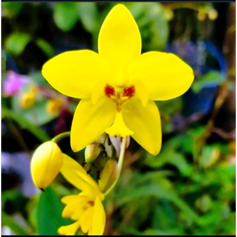 Jual Bibit Tanaman Hias Bunga Anggrek Tanah Kuning | Shopee Indonesia