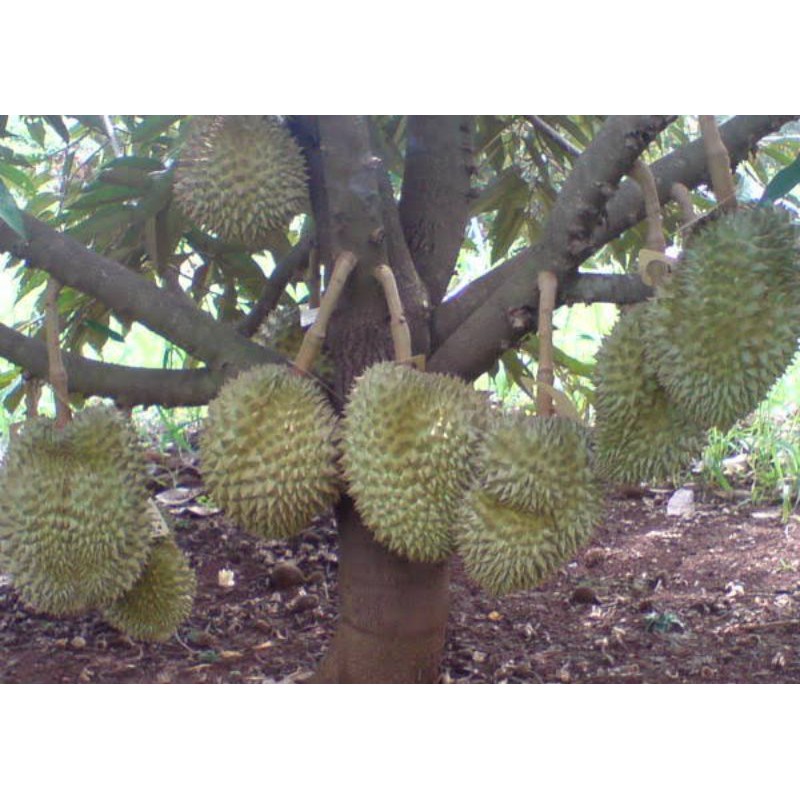 Jual bibit durian bawor tinggi 50-60cm | Shopee Indonesia