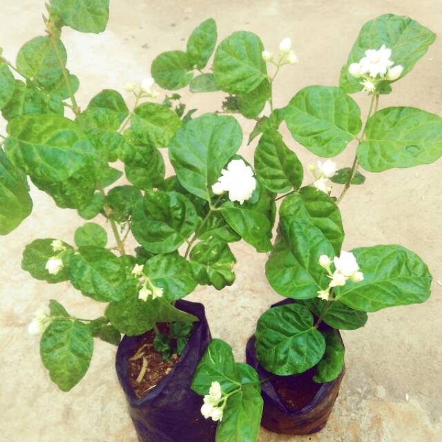 Jual Melati Arab(arabian jasmine) | Shopee Indonesia