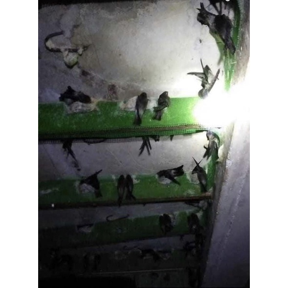 Jual Jaring Pelapis sirip walet Plastik ECERAN kotak panjang 1 meter x ...