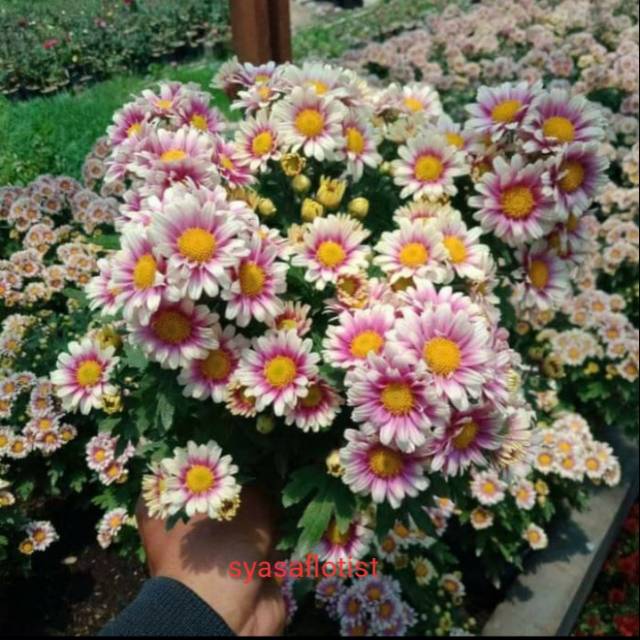 Jual Bunga Aster/Krisan Jumbo (Pink Batik) | Shopee Indonesia