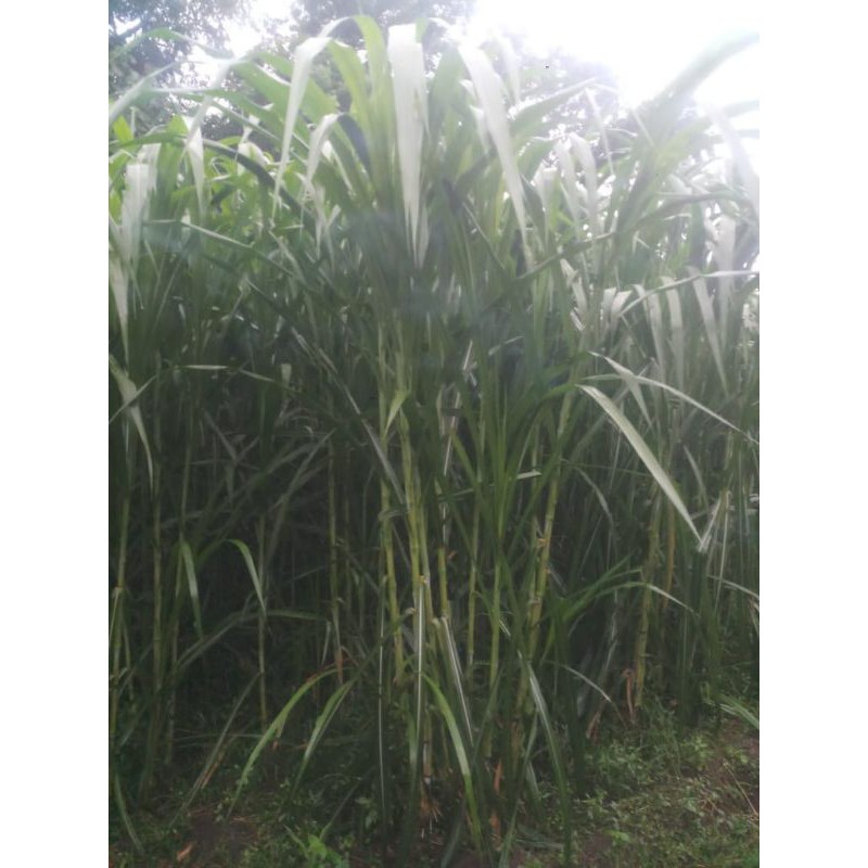 Jual Bibit Rumput Pakcong Kemasan 10 kilo.Bibit Rumput Pakcong Kemasan ...