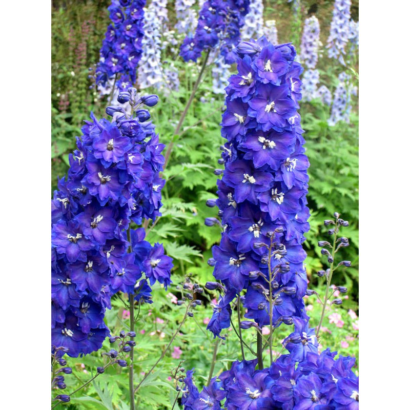 Jual Delphinium Pacific Giant Blue Bird 5 Biji (Benih Biji Bibit ...