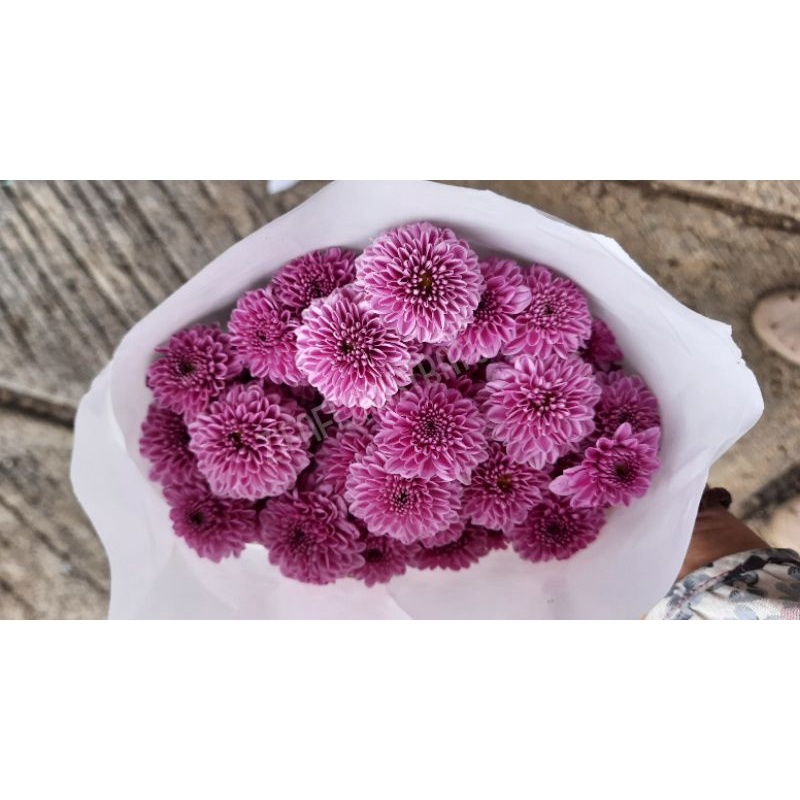 Jual Bunga aster puma warna pink/aster potong(harga per ikat) | Shopee ...