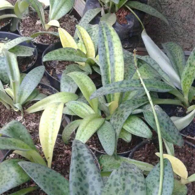 Jual Tanaman hias lidah katak | Shopee Indonesia