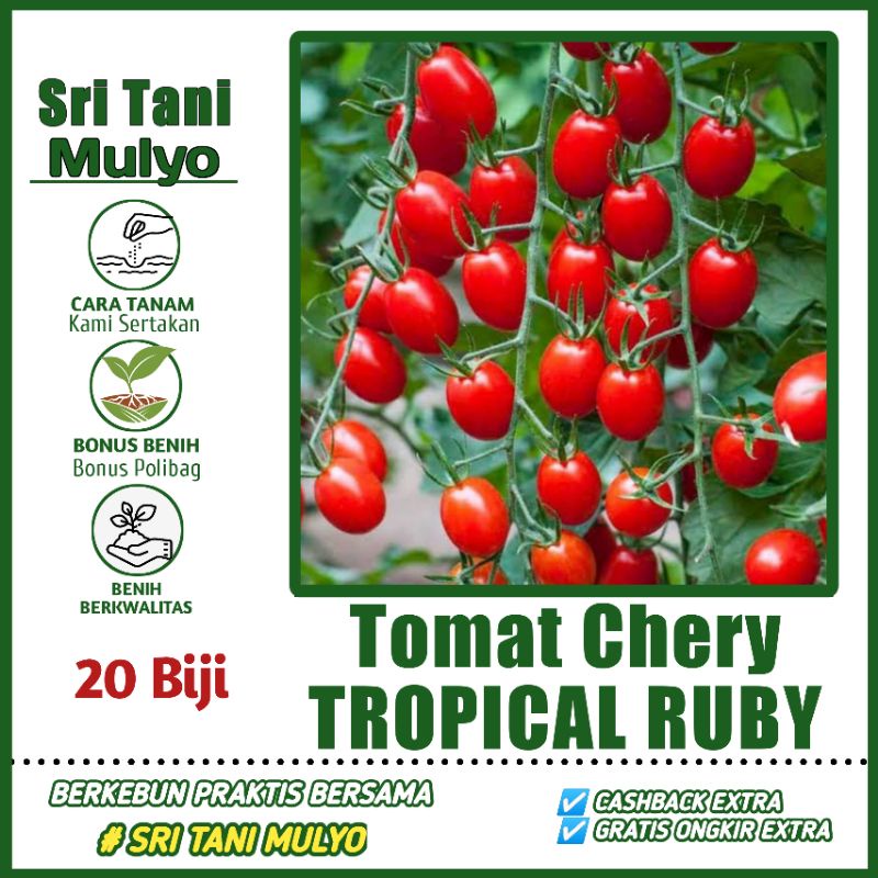 Jual 20 Biji Benih Tomat Chery Merah Tropical Ruby - Bibit Tanaman ...