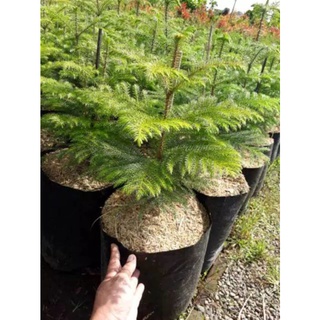 Jual Cemara Papua / cemara Pensil | Shopee Indonesia