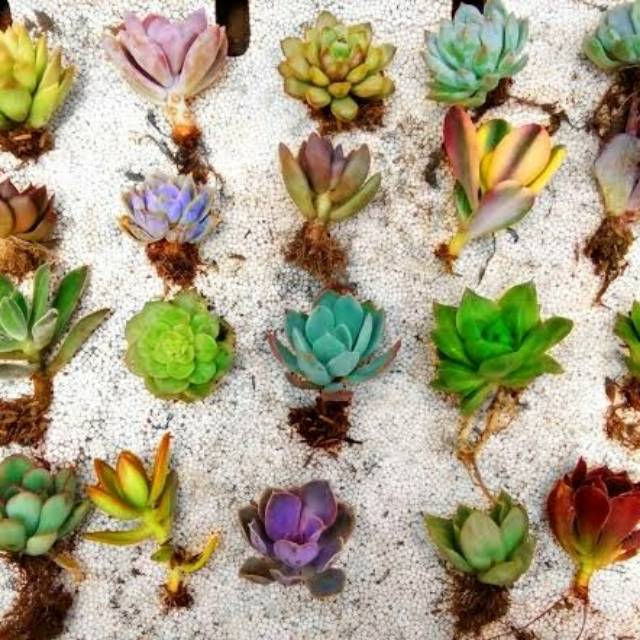 Jual Jenis sekulen | Shopee Indonesia