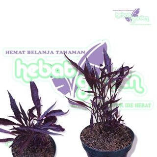 Jual Kuncir erpah merah-alternanthera reineckii rosanervig - Aquascape ...