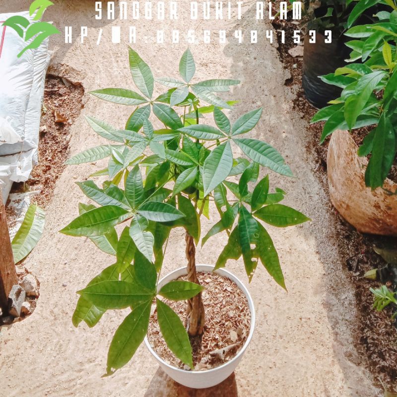 Jual tanaman hias Pachira / pohon Pachira / pohon duit / tanaman ...