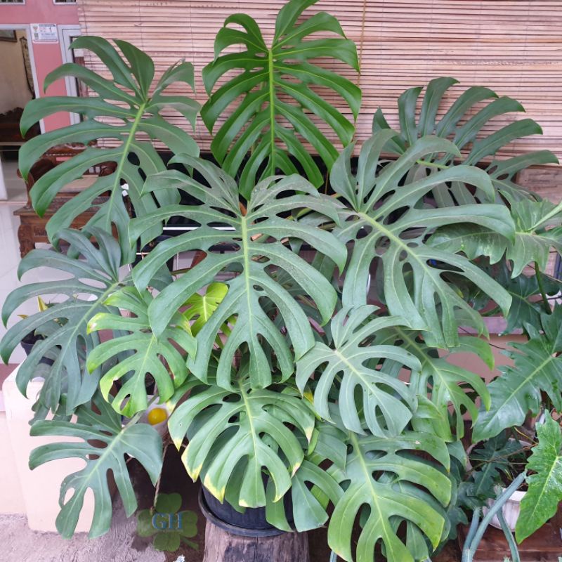 Jual Tanaman Hias Monstera King Deliciosa Brazilian Form (Jumbo ...