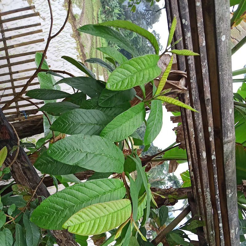 Jual Daun jambu biji/pucuk jambu biji | Shopee Indonesia