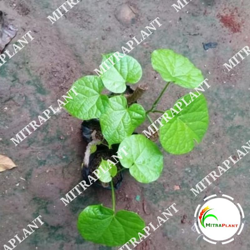 Jual Bibit Pohon Antawali - Tanaman Daun Brotowali - Tanaman Herbal ...