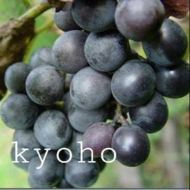 Jual BIBIT ANGGUR IMPORT KYOHO (grafting) | Shopee Indonesia