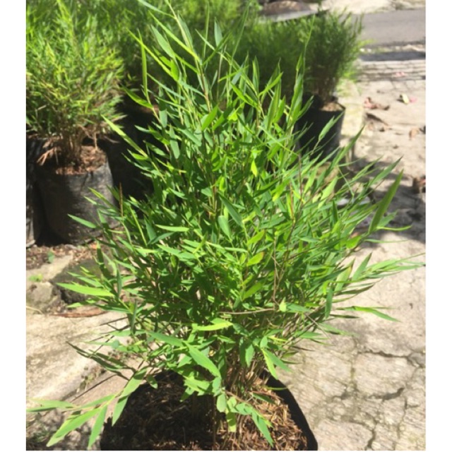 Tanaman hias bambu jepang mikro | Shopee Indonesia