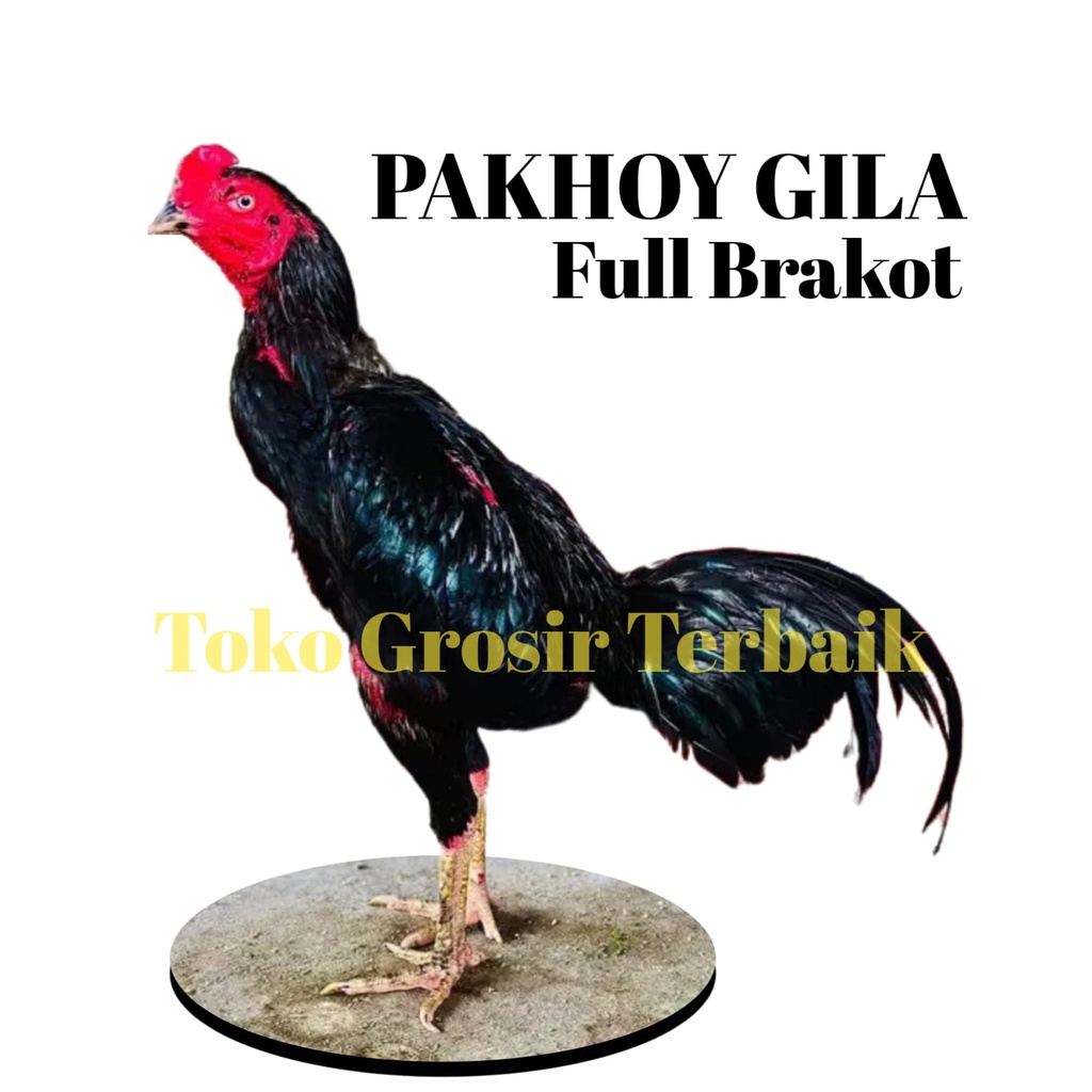 Jual ayam bangkok asli pakhoy super full brakot patok punggung telur ...