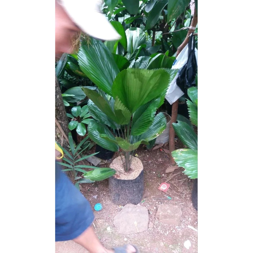Jual Tanaman Hias Palem Kol - Palm kipas - Tanaman indoor mudah ...