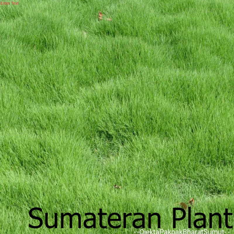 Jual Rumput Hidup Peking Jepang 20 x 15 Cm Zoysia Japonica Rumput Hijau ...