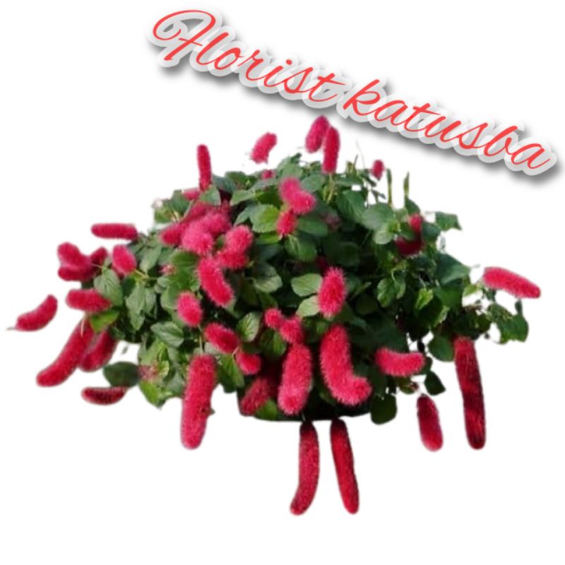 Jual tanaman hias bunga gantung ekor kucing-acalypha pendula Indonesia ...