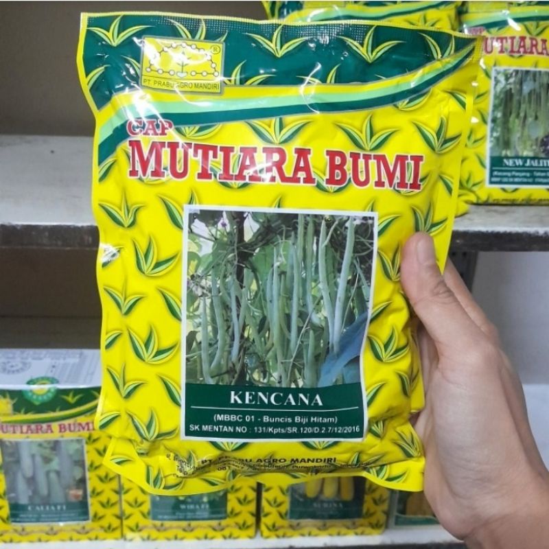 Jual benih bibit buncis kencana 500gram mutiara bumi kemasan asli ...