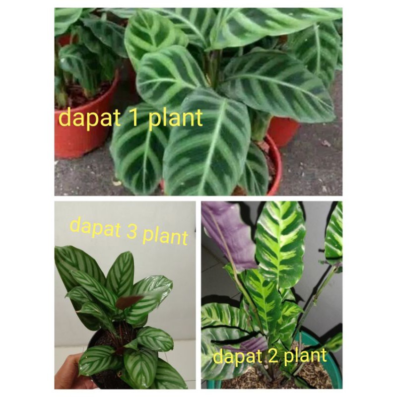 Jual paket bunga Calathea 3 jenis ( 6 plant ) | Shopee Indonesia