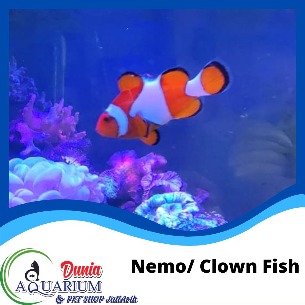 Jual Ikan Hias Air Laut Nemo Clown Fish Aquarium Marine Reef Tank ...