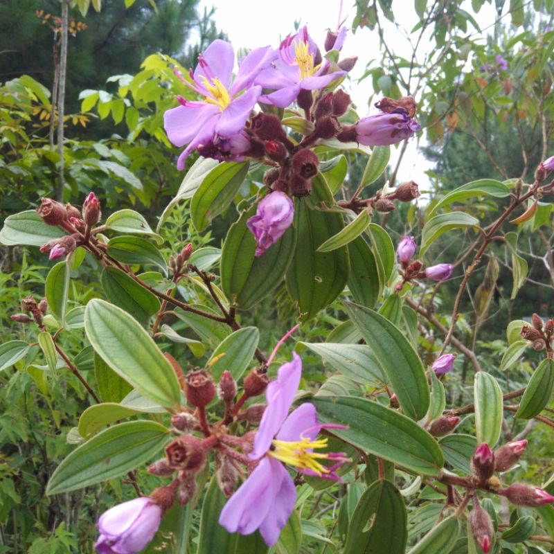 Jual Bunga Senduduk Senggani atau Bunga harendong bokor murni asli per ...