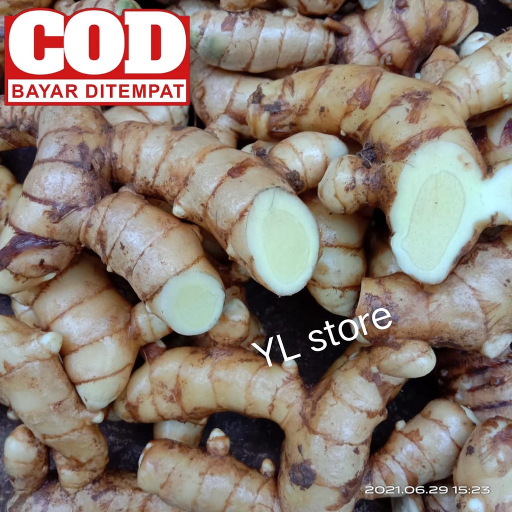 Jual Temu Putih Segar 1kg/Kunyit Putih/kunir putih (Curcuma Zedoaria ...