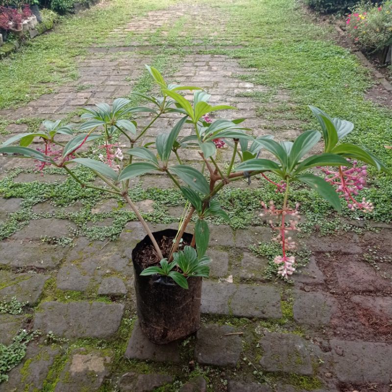 Jual Tanaman Parijoto/ Medinilla speciosa | Shopee Indonesia