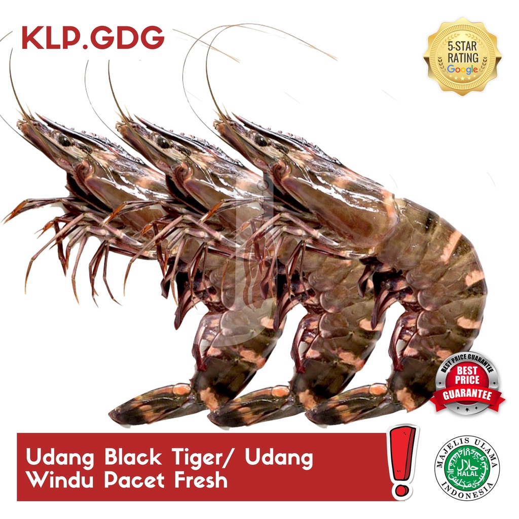 Jual Udang Black Tiger/ Udang Windu Pacet Fresh - KLP Gading | Shopee ...