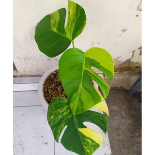 Jual MONSTERA MARMORATA VARIEGATA KUNING YELLOW VARIGATA AUREA DAUN ...