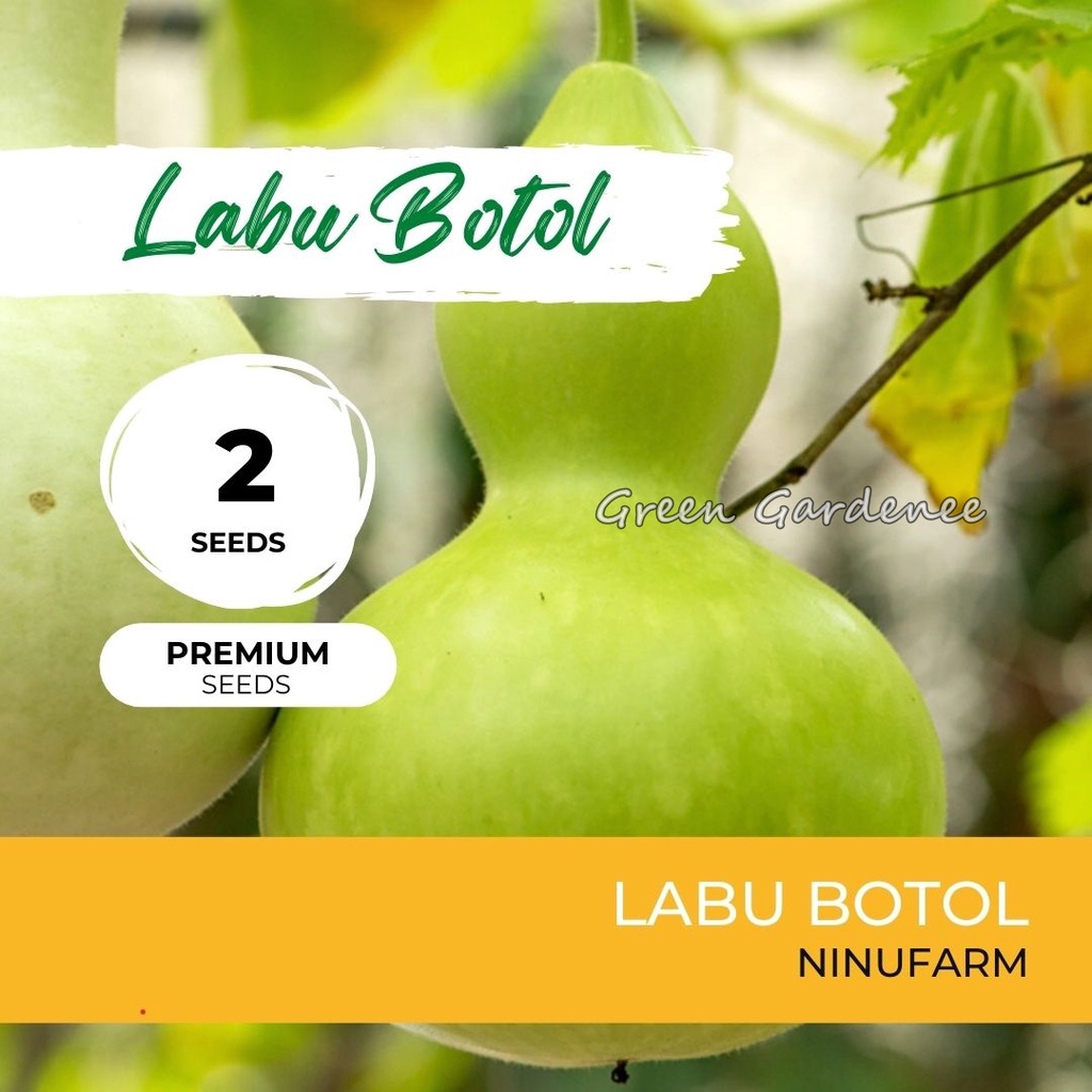 Jual Benih Biji Labu Botol Lagenaria Bottle Gourd Calabash | Shopee ...