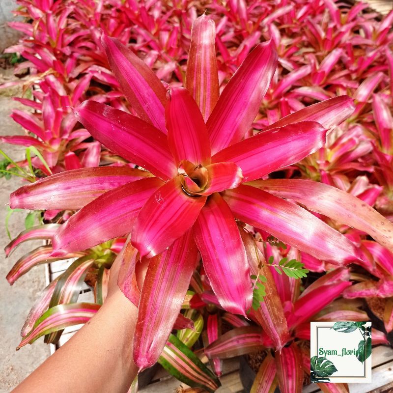 Jual Tanaman Hias Bromelia Merah segar | Shopee Indonesia