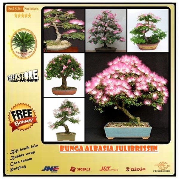 Jual biji benih bunga albasia Julibrissin promo /10 biji | Shopee Indonesia