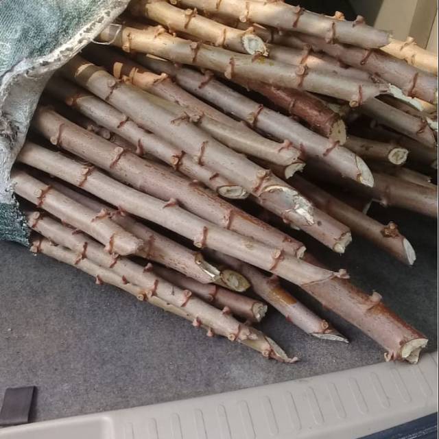 Jual Bibit pohon singkong mentega pohon singkong batang pohon singkong ... Jual Bibit pohon singkong mentega pohon singkong batang pohon singkong ...