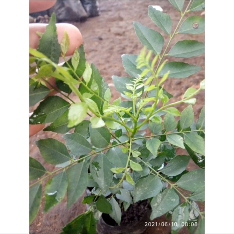 Jual Bibit Tanaman Pohon Salam Koja - Temuru - Daun Kari - 20cm ...