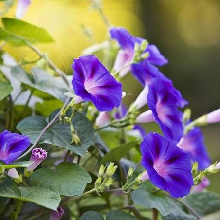 Jual Bibit Benih Biji Bunga Rambat Morning Glory Grandpa Ott Ipomoea ...