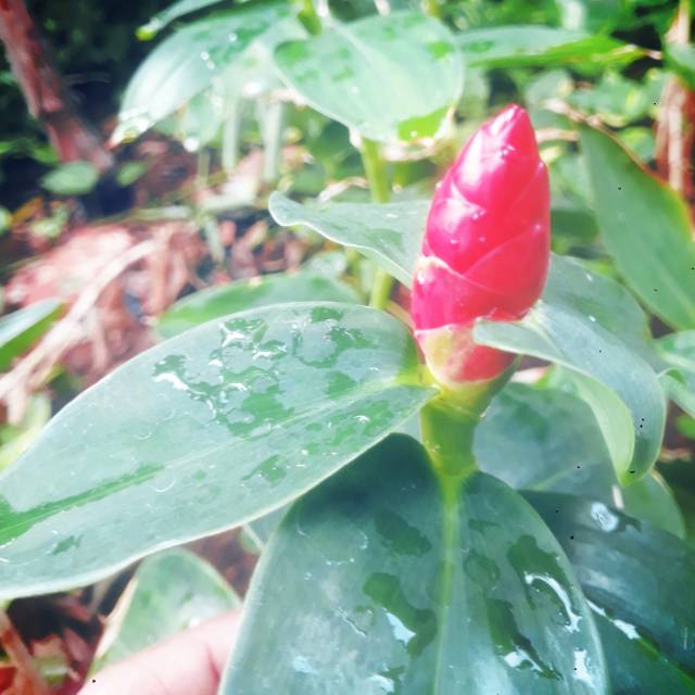 Jual Tanaman hias bunga pacing pentul - paching pentul | Shopee Indonesia