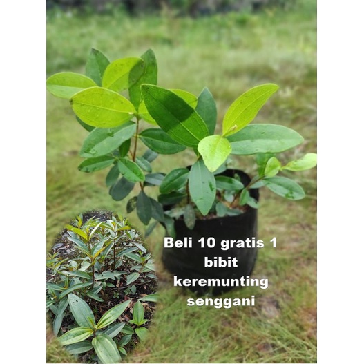 Jual Bibit Karamunting (Keremunting) | Shopee Indonesia
