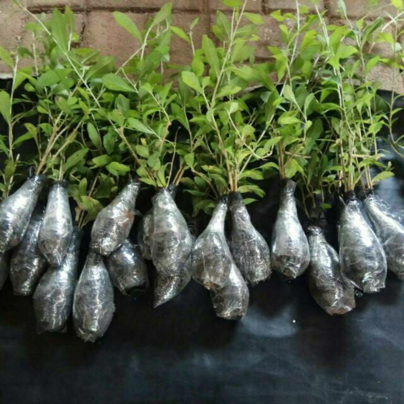 Jual paket 5 batang tanaman hias Lee Kwan yew - tanaman Lee kwan yu ...