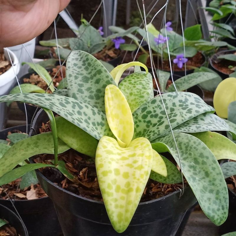 Jual Tanaman Hias Lidah Katak - Drimiopsis Maculata - Kuning | Shopee ...