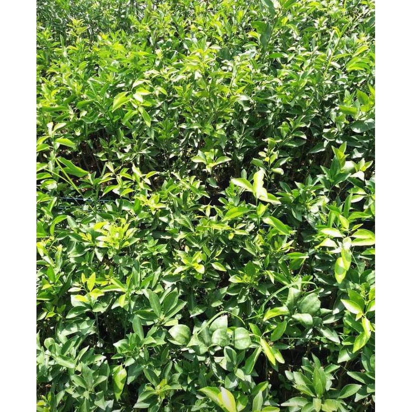 Jual Product 3 Ons Benih Biji Pohon Pule Pulai Siap Semai | Shopee ...