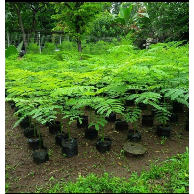 Jual Tanaman hias pakis brazil solobium tinggi 1 meter | Shopee Indonesia